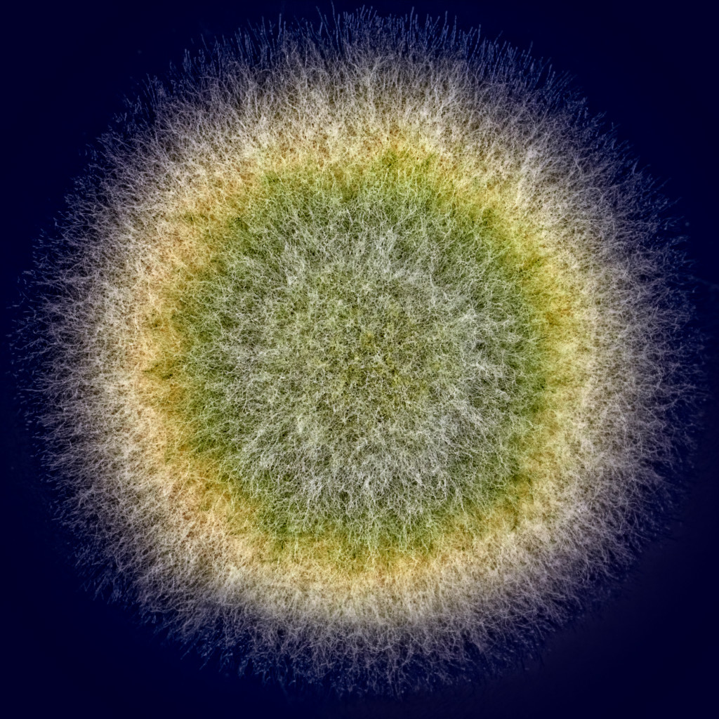 Indications of Mold Formation | Mold Testing NJ-NY